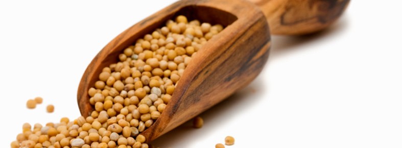 Mustar de Tecuci Teco