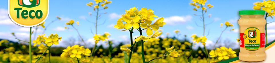 Cum se fabrica mustarul de Tecuci? | Mustar de Tecuci Teco